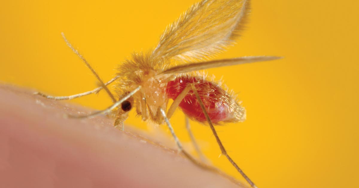 Symptoms Of Leishmaniasis - HealthierHer.com