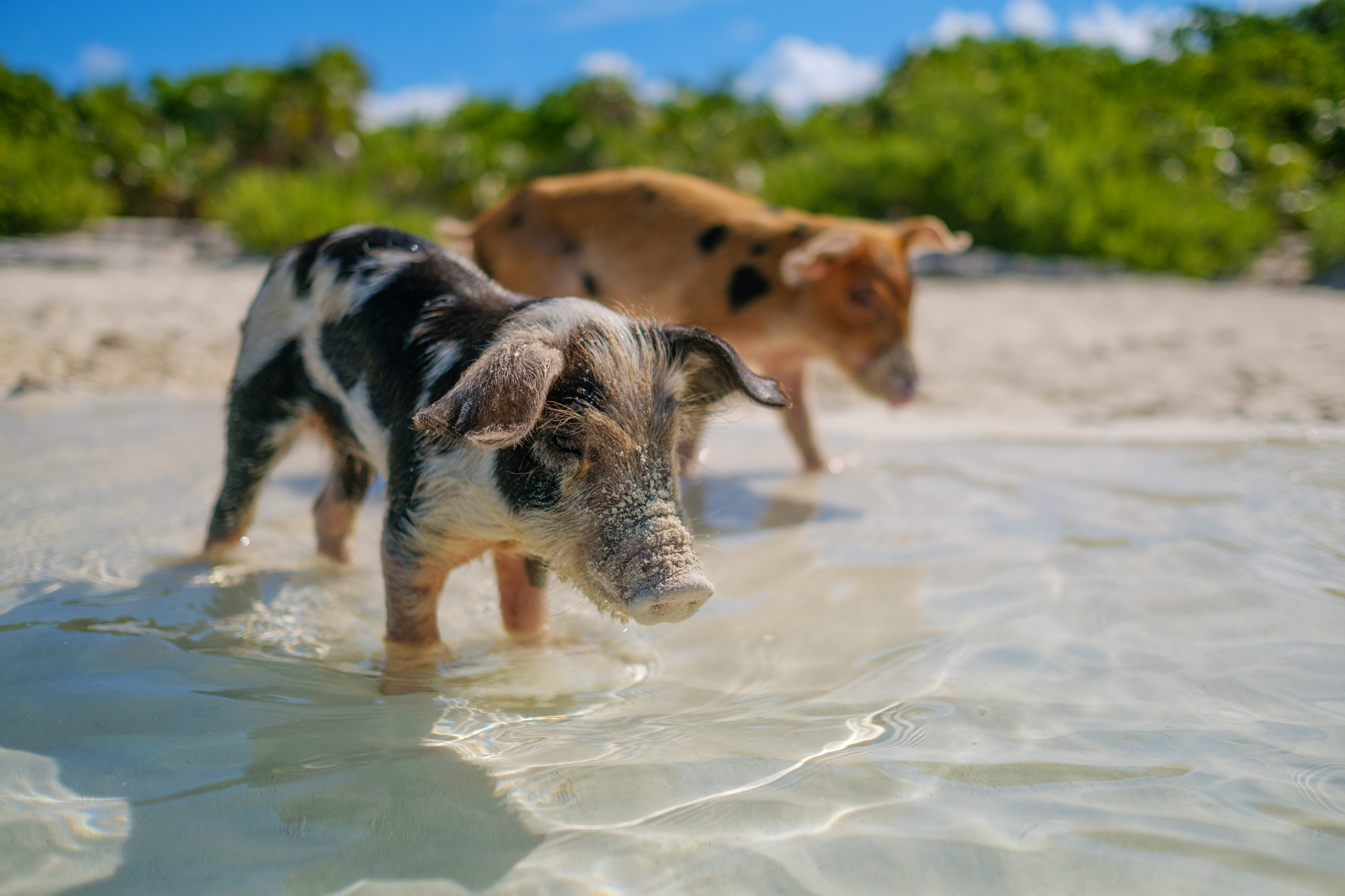 Life-Changing Experiences for Travelers Who Love Animals ...